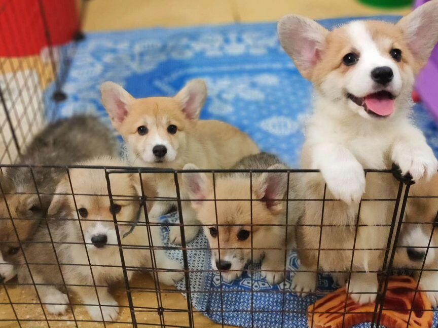 Вельш корги пемброк большой выбор девочек