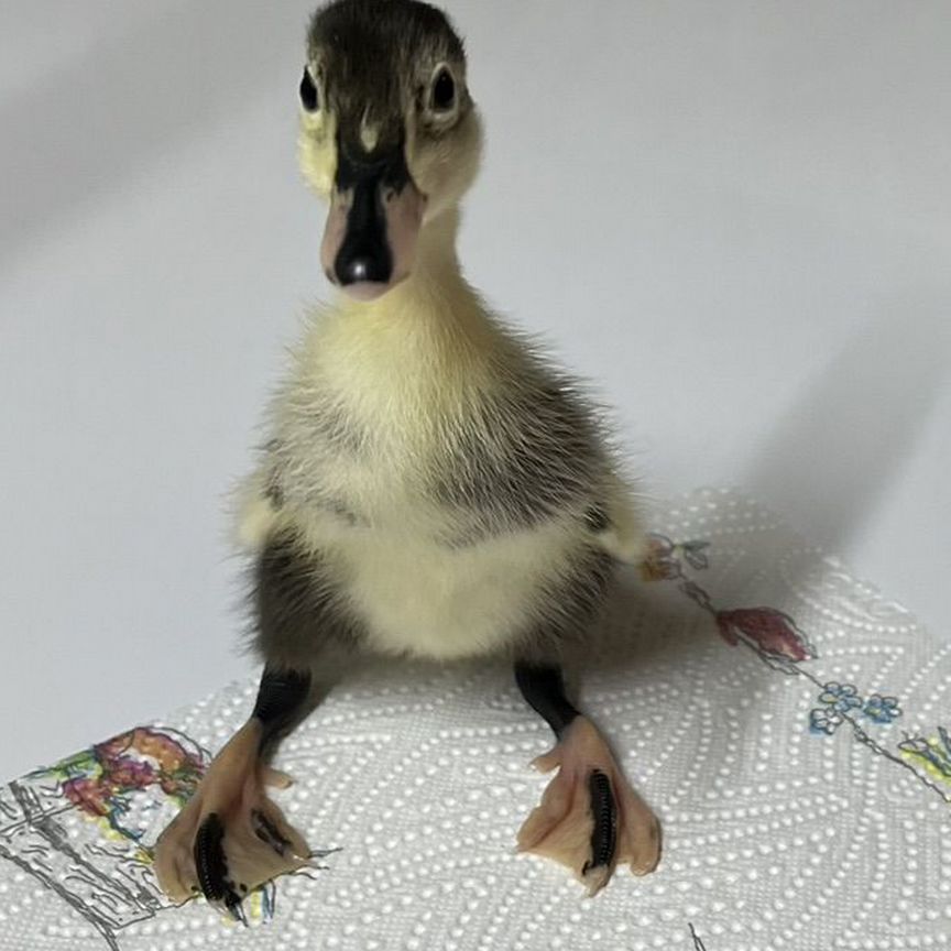 Индийский бегунок утята