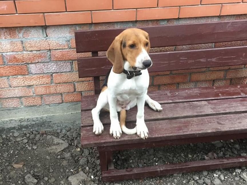 Эстонская гончая