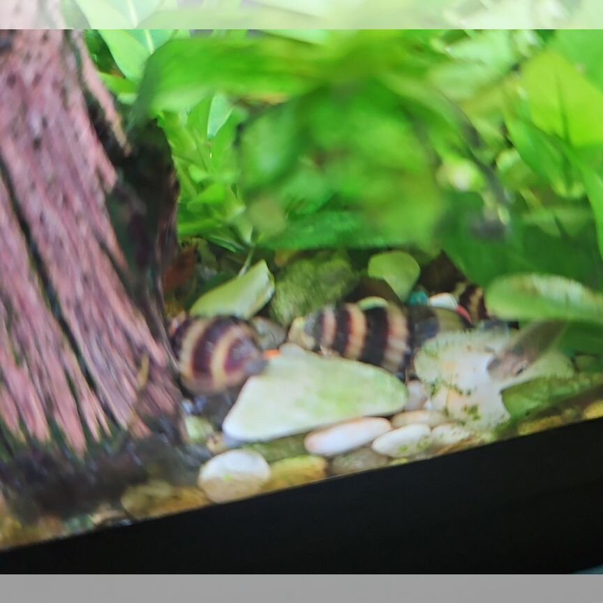 Улитки аквариумные хелена