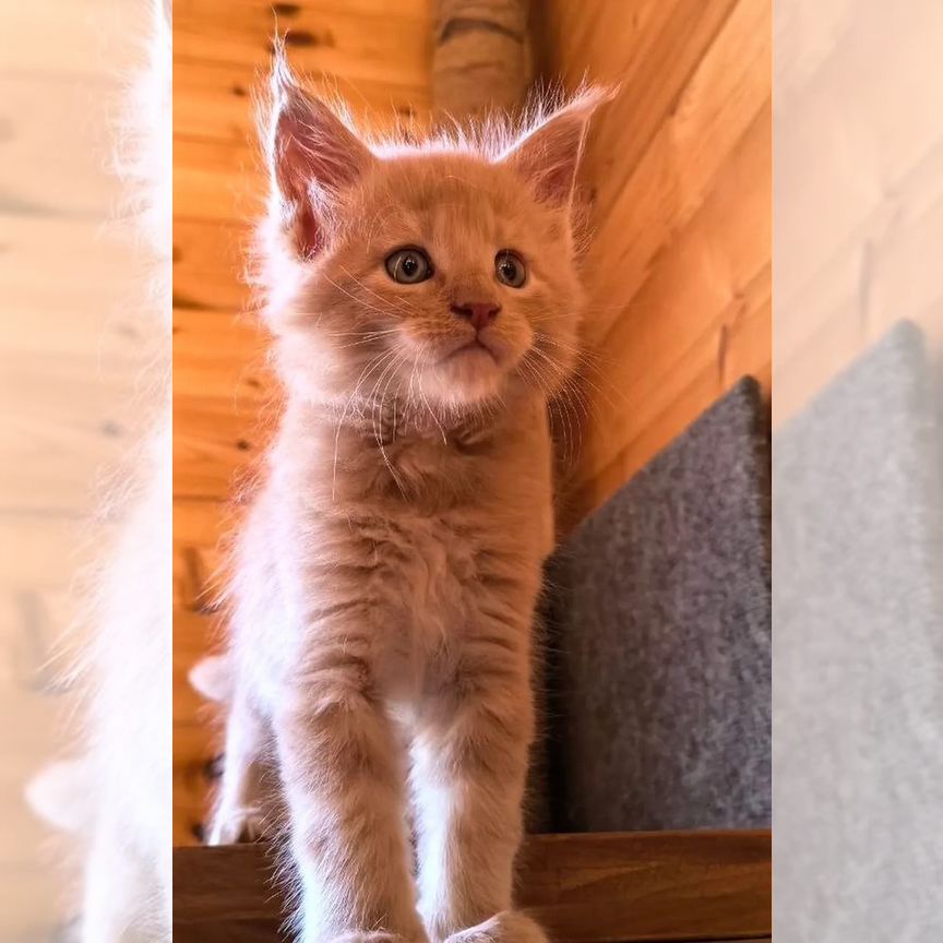 Мейн-кун котёнок