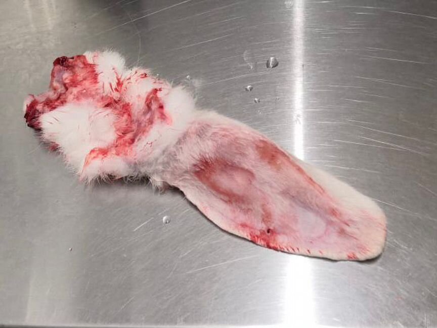 Уши кролика, лёгкое говяжье