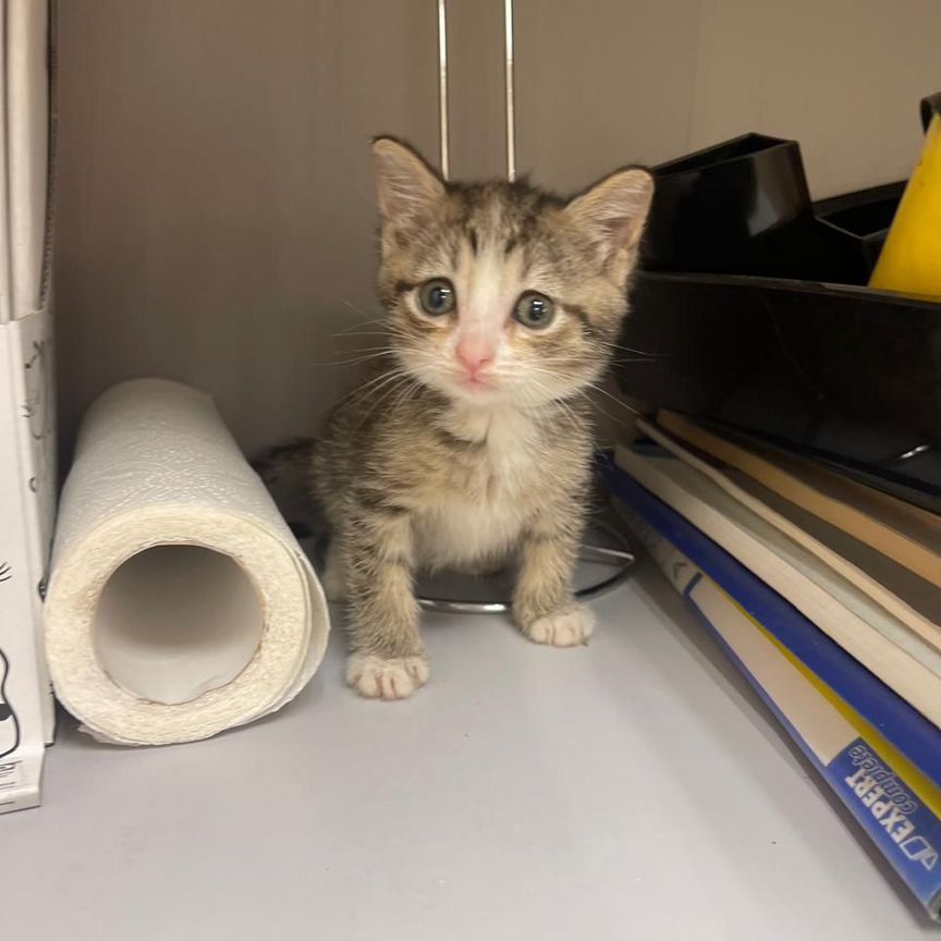 Котята ищут родителей котоусыновителей