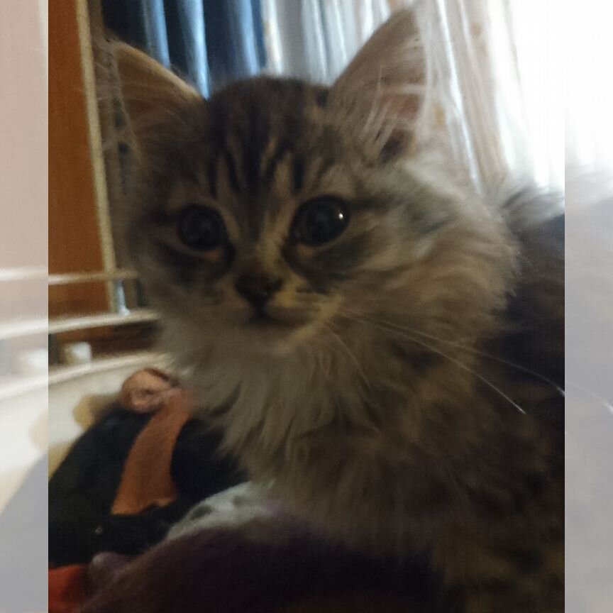 Котёнок в добрые руки