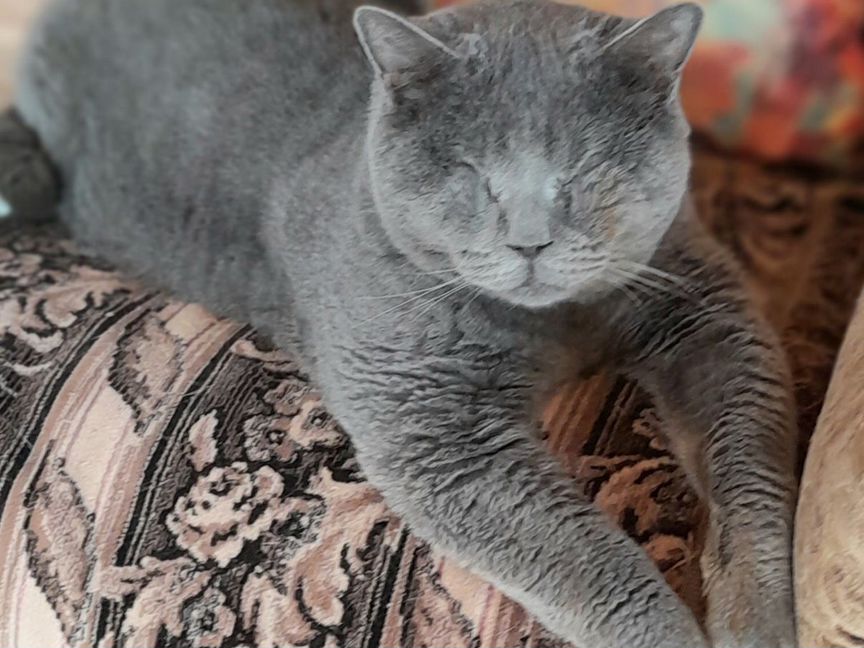 Котик без глазок ищем дом