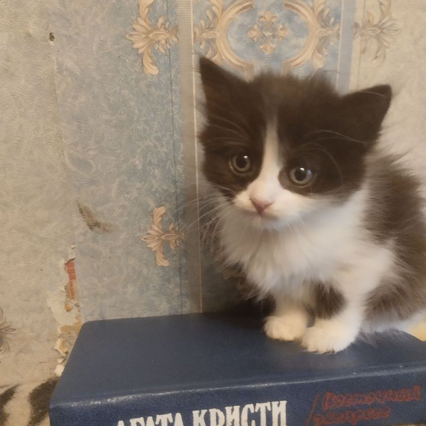 Отдам котенка девочку в добрые руки
