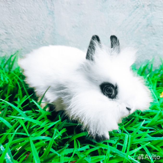 Карликовый кролик - очень редкий