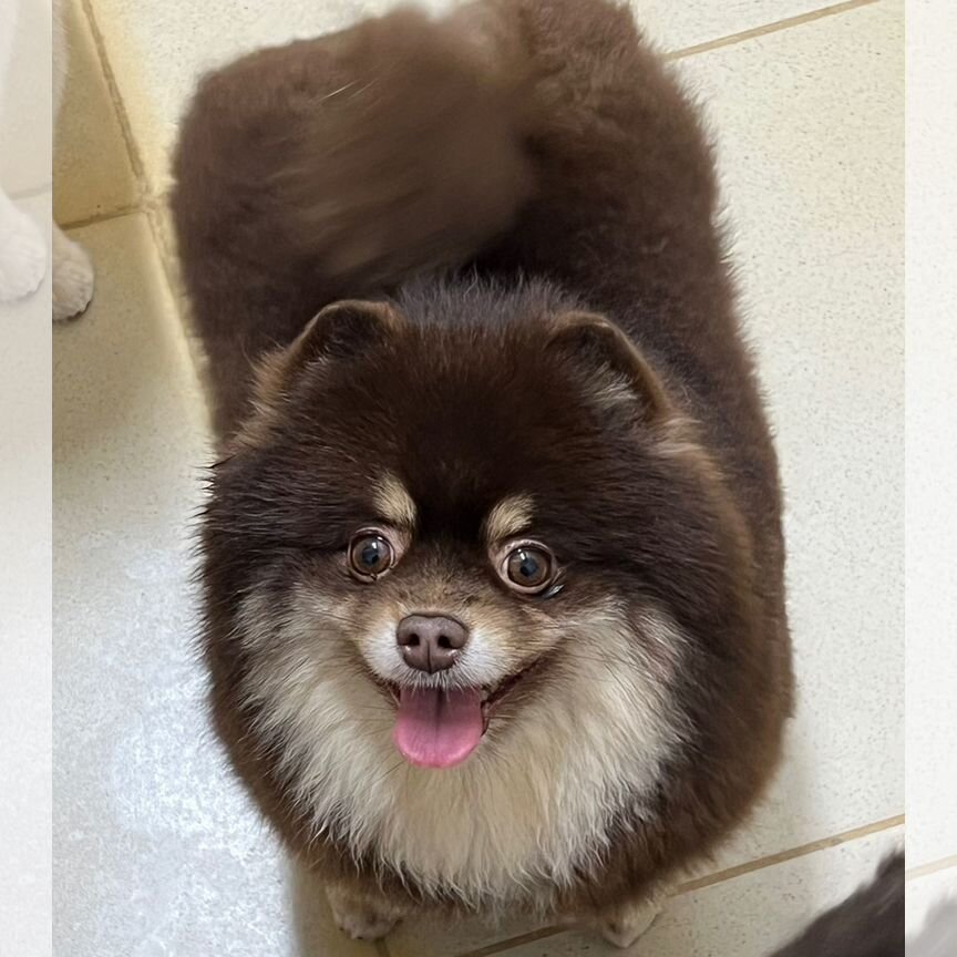 Померанский шпиц, взрослая собака