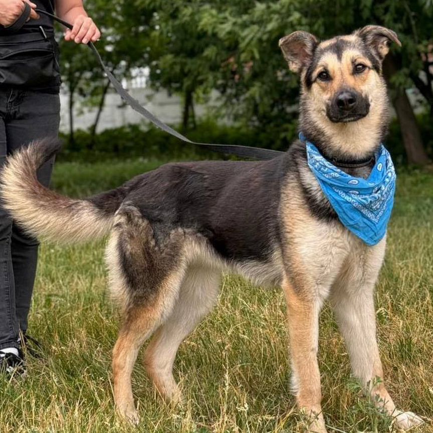 Собака Джейна спасите собаку из приюта