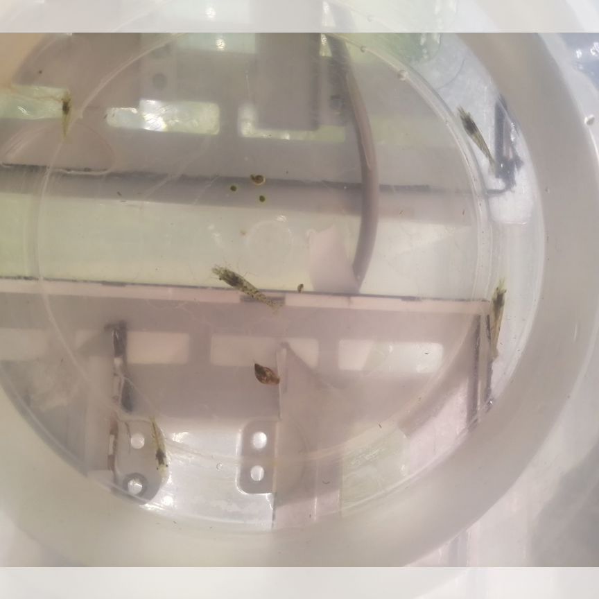 Креветки neocaridina аквариумные прозрачные