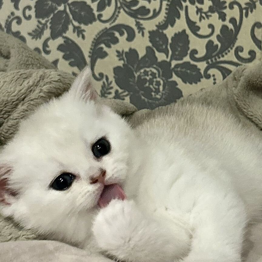 Котенок серебристая шиншилла девочка