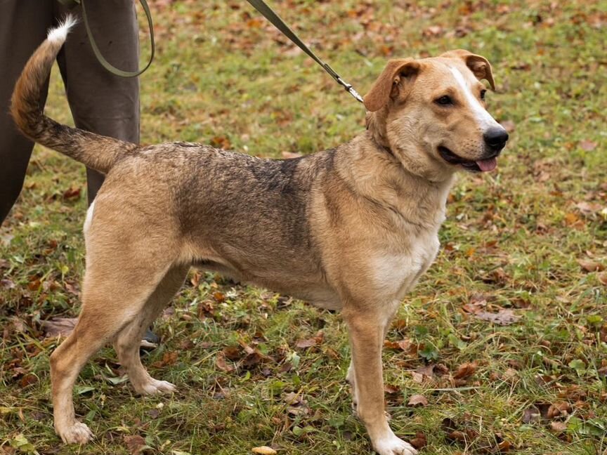 Собака в добрые руки