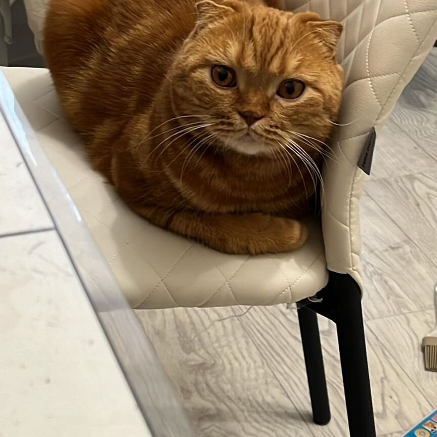 Кошки