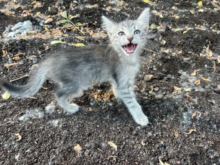 Котëнок в добрые руки SOS