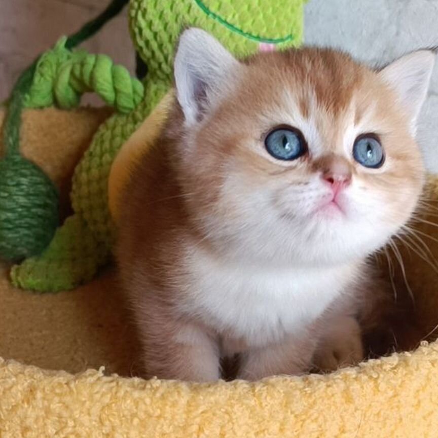 Британские котята шиншилла