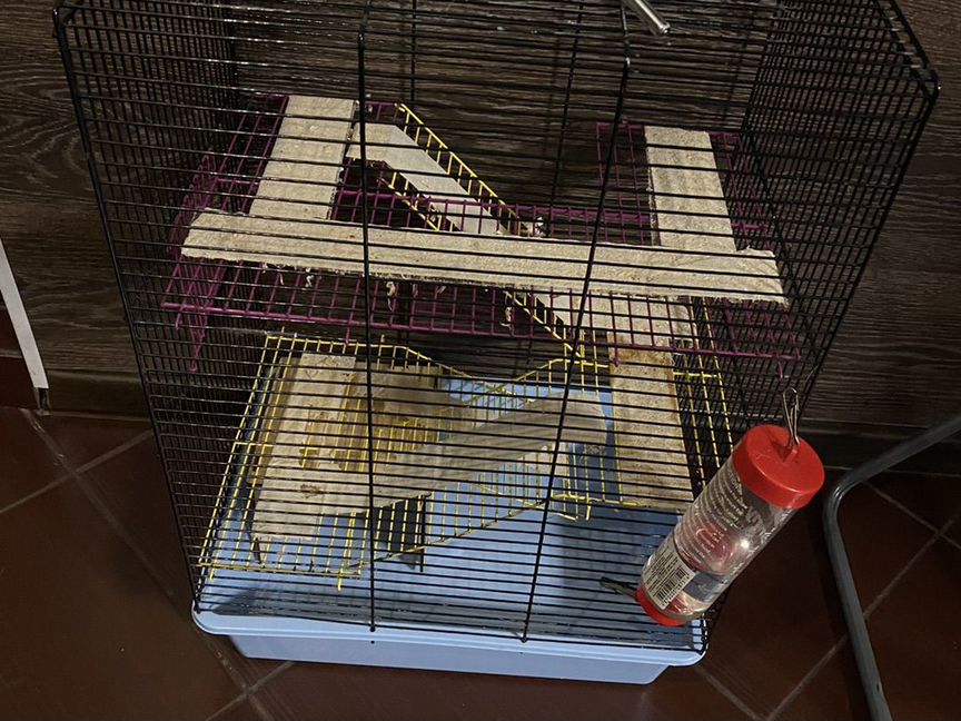 Клетка
