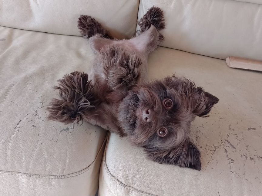 Йоркширский терьер