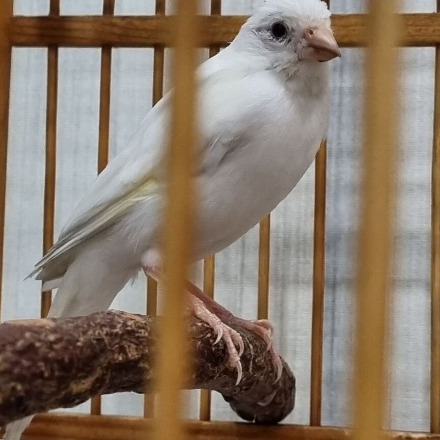 Кенар