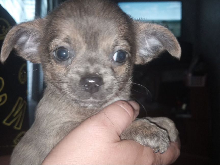 Щенки чихуахуа