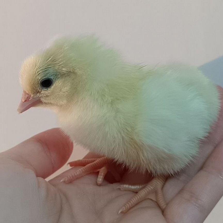 Инкубационное яйцо - Цыплята