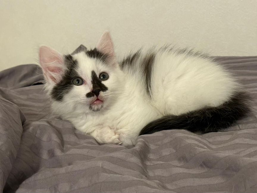 Котенок 2 мес