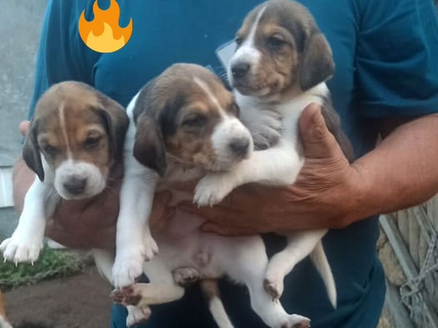 Щенки русской пегой гончей