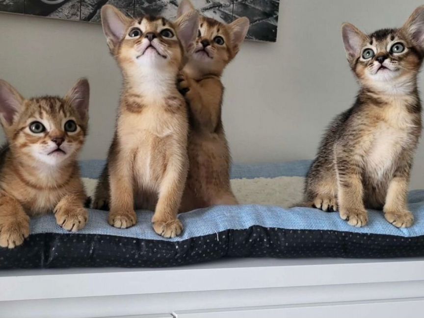 Котята