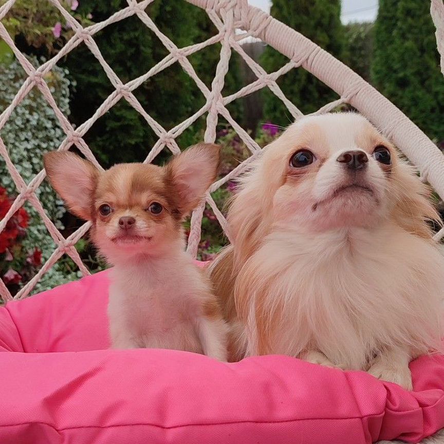 Девчишечка малышечка Чихуахуа