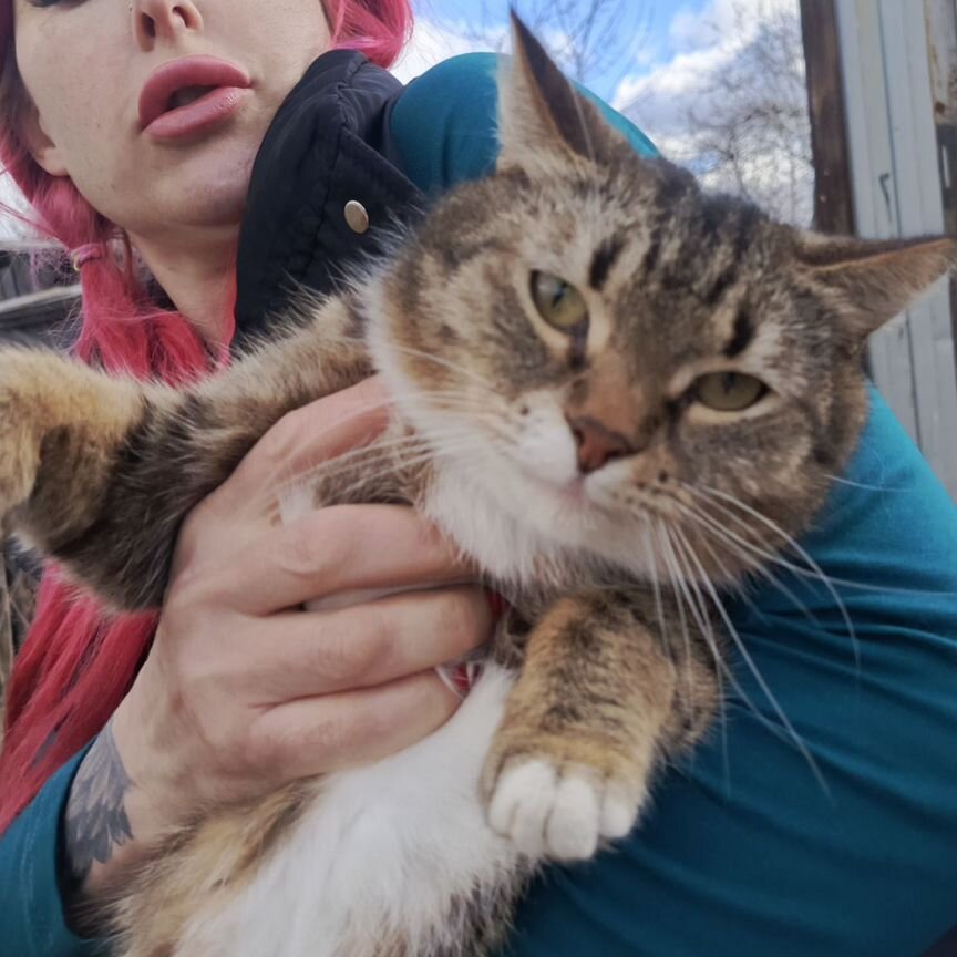 Взрослая, кошка в добрые руки