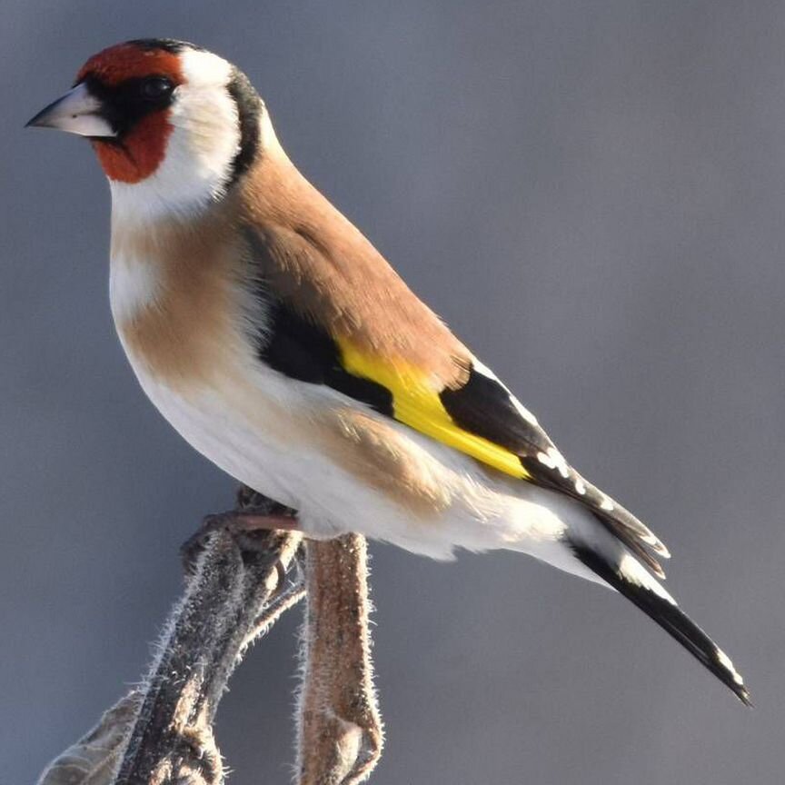 Щегол молодой