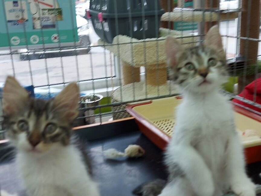 Котенок в дар бесплатно привезу