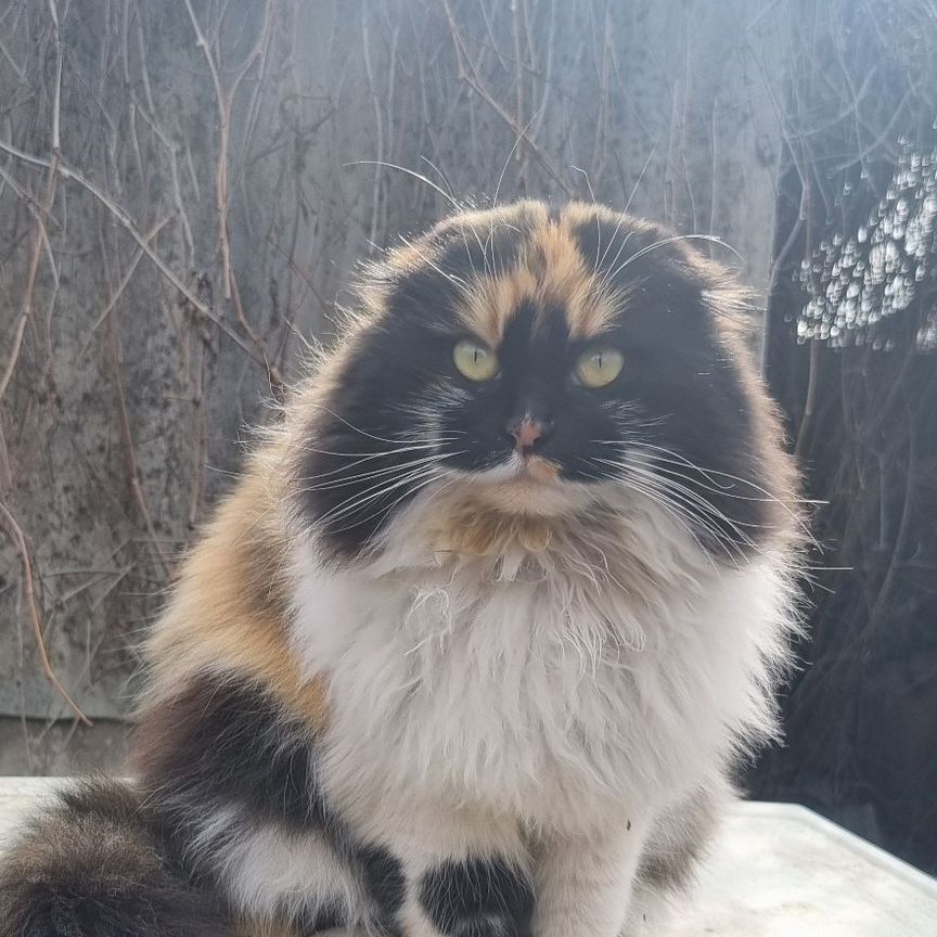 Кошечка в добрые руки