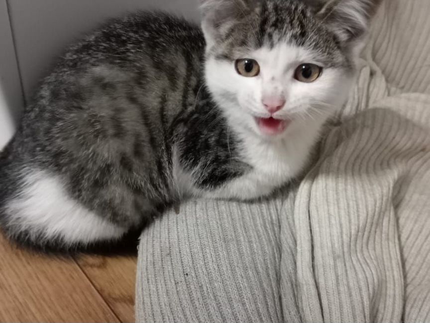 Котенок Лайза в хорошую семью бесплатно