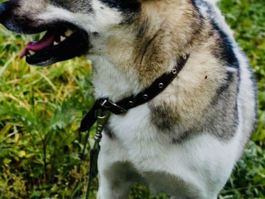 Собака в беде в добрые руки