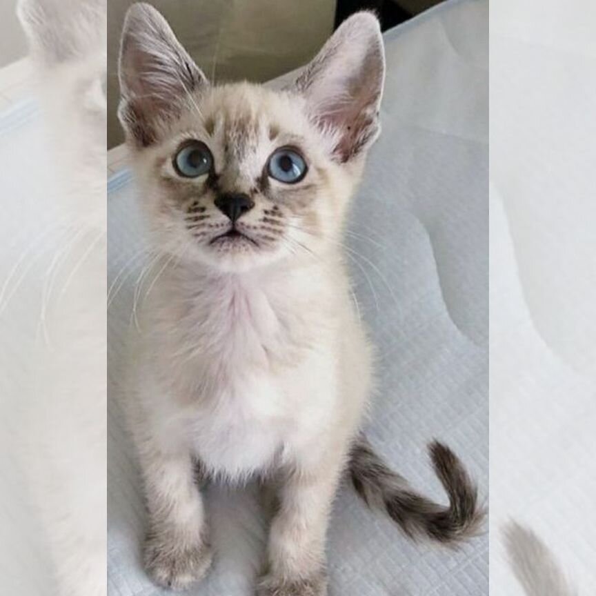 Тайские породистые котята табби поин