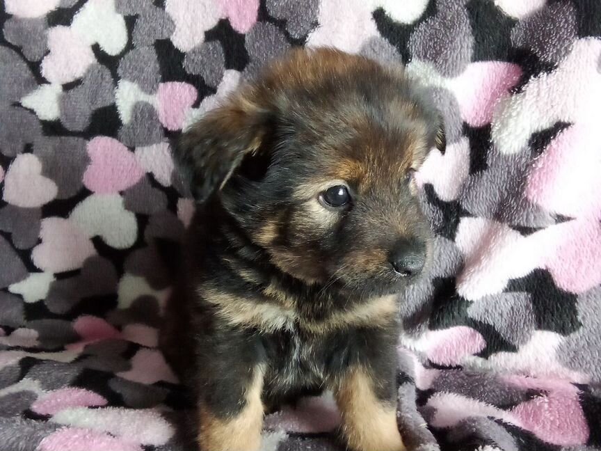 Щенок в добрые руки