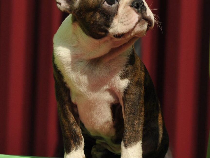 Бостон Терьер