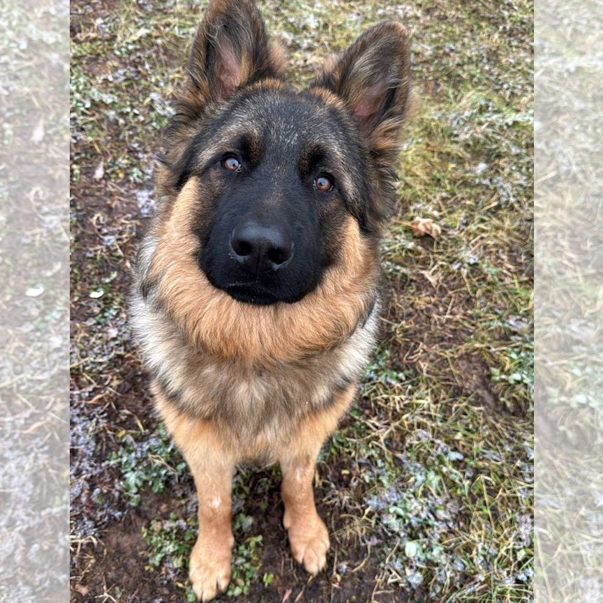 Овчарка немецкая 10 месяцев