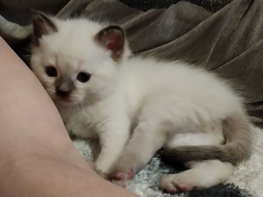 Супер Котята ищут хозяев