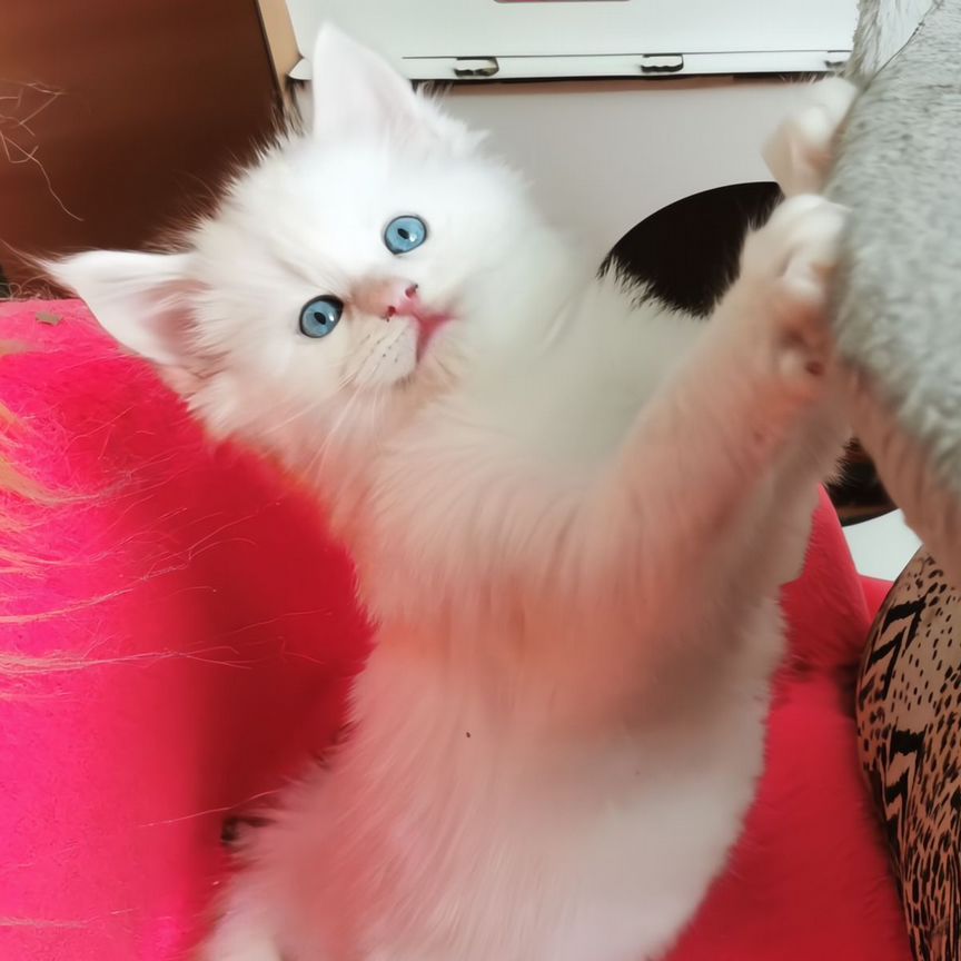 Мейн-кун котёнок