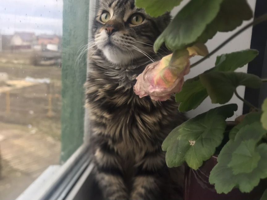 Котята мейкун