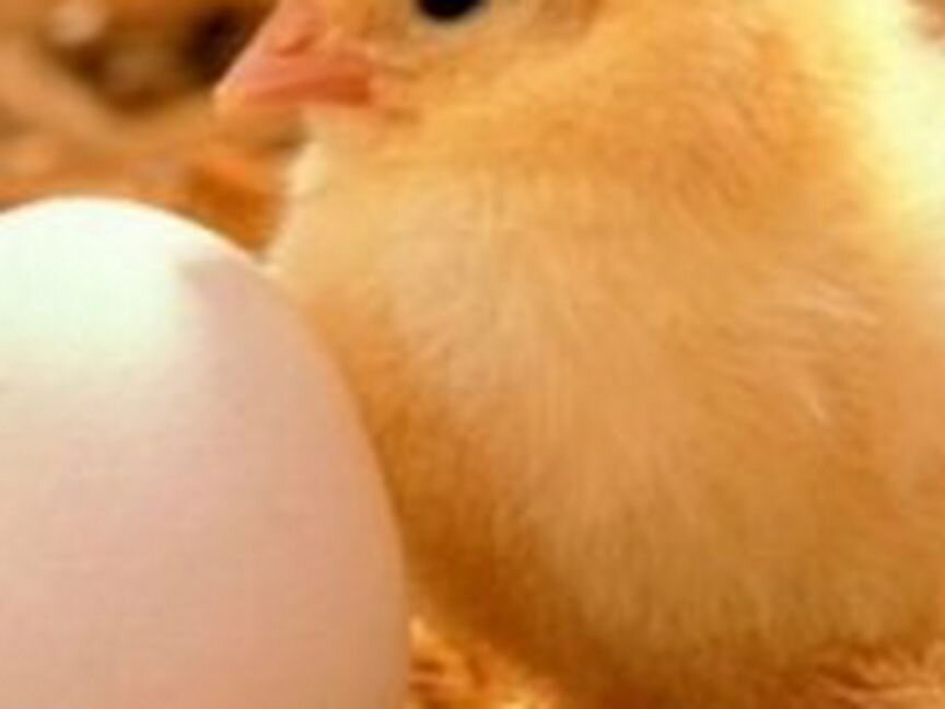 Суточные и подрощ бройлеры Кобб-500, Индейка Биг-6