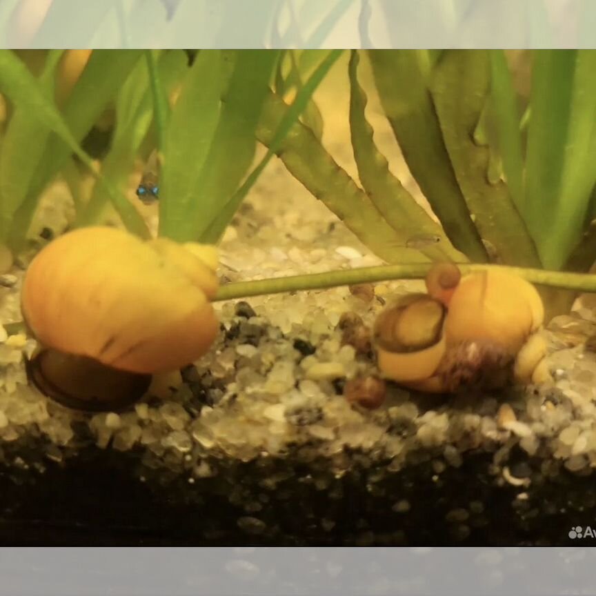 Улитки ампулярии