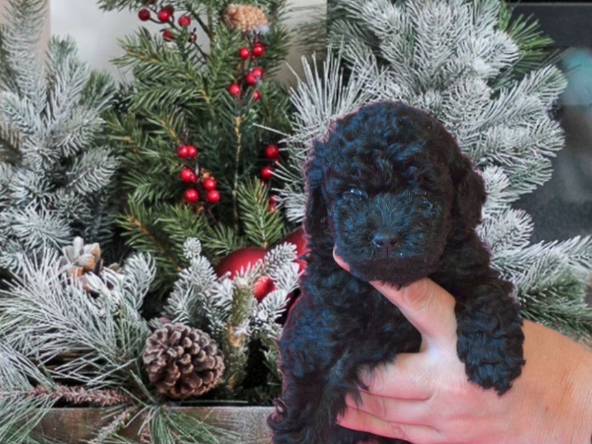 Щенки той пуделя