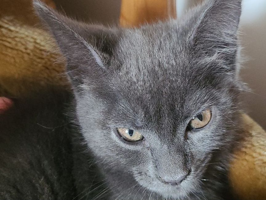 Шатландец + Меин кун котёнок