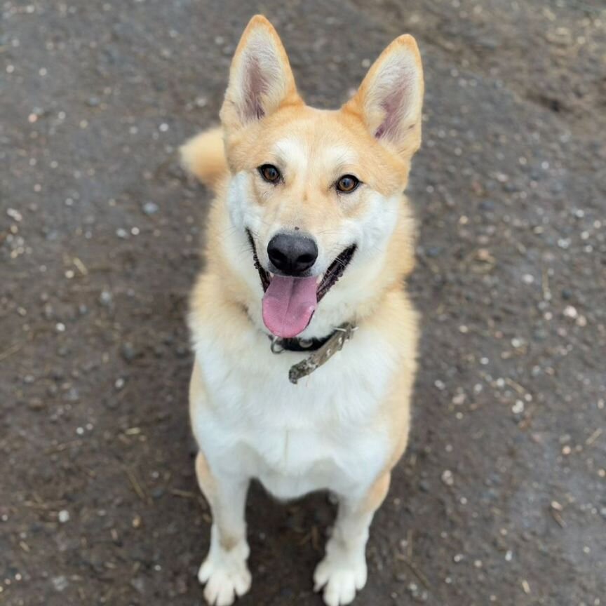 Собака Вихрь в добрые руки Кобель рыжий