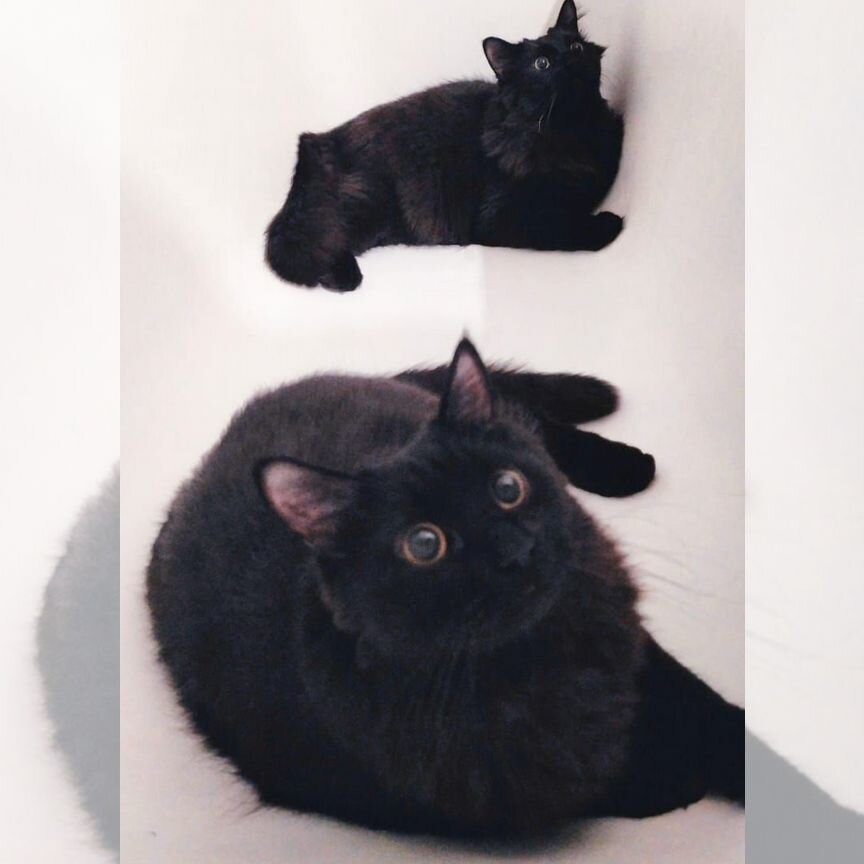 Взрослая кошка в добрые руки