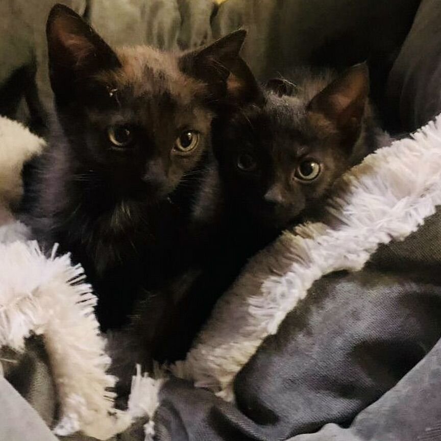 Котята отдам бесплатно