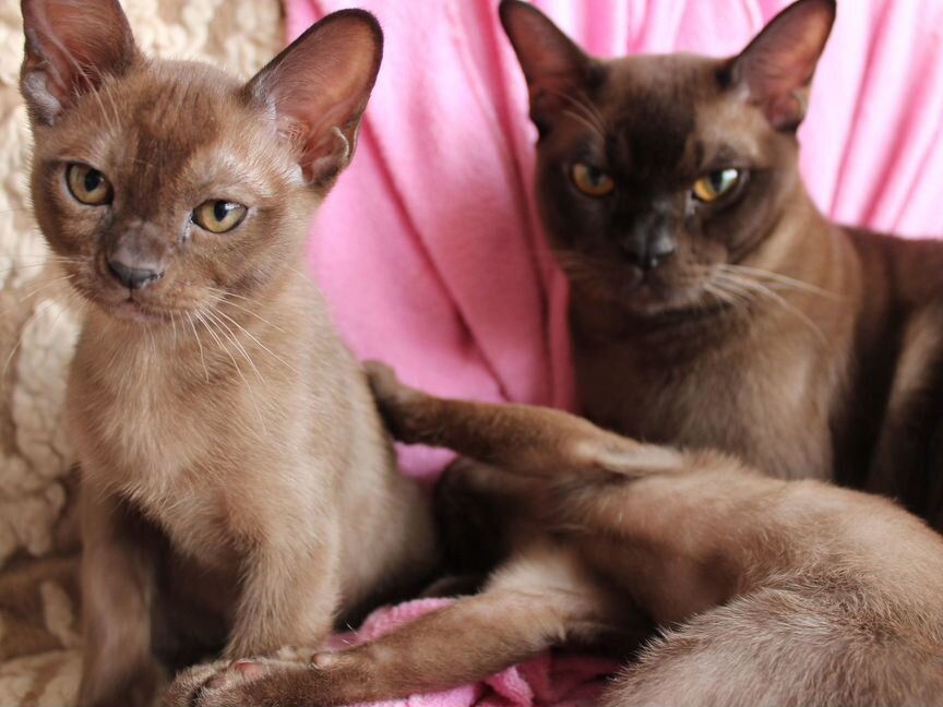 Бурманские котята