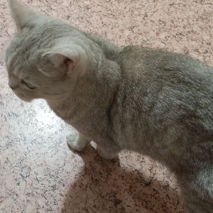 Британская короткошёрстная, взрослая кошка